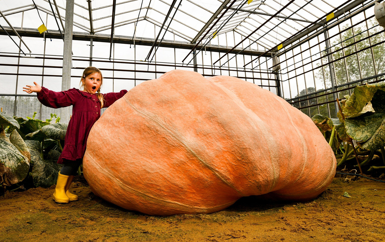 Don Langevin s GiantPumpkin Don Langevin s GiantPumpkin